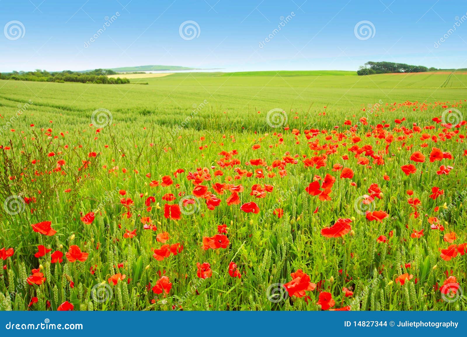 Beautiful summer poppies stock photo. Image of fragility - 14827344