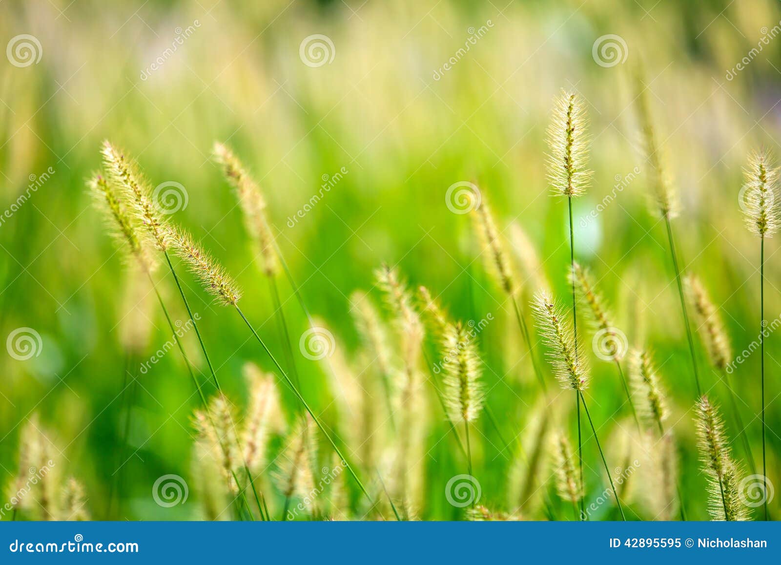 Beautiful summer reed stock image. Image of brushwood - 42895595