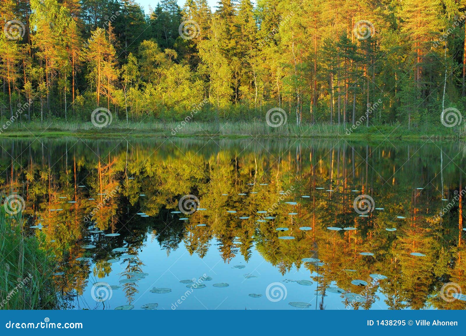 Beautiful summer scene stock image. Image of refreshing - 1438295