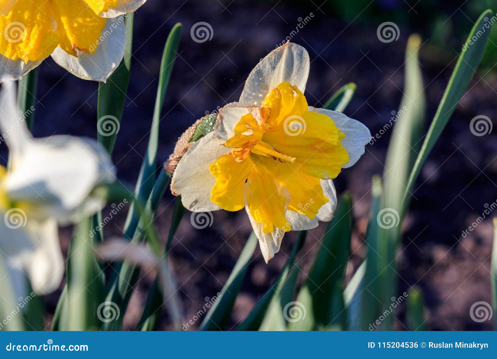 Beautiful Summer Split-crowned Daffodils Split-Corona Stock Photo ...