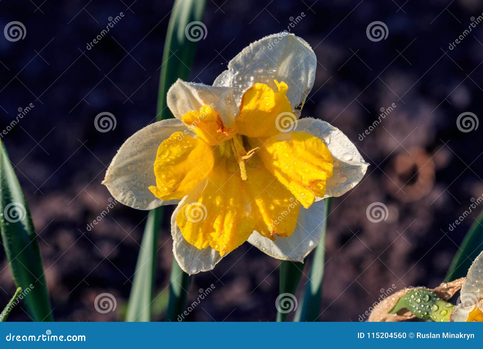 Beautiful Summer Split-crowned Daffodils Split-Corona Stock Photo ...