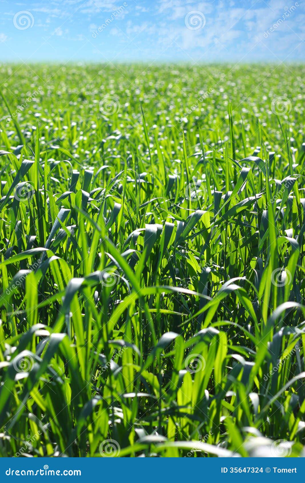 Beautiful Summer or Spring Landscape of Field of Crops Stock Photo ...