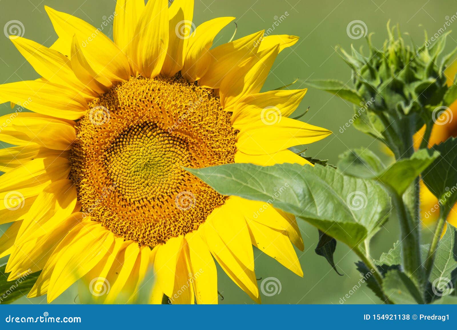 Summer Sunflower Field Scene Stock Photo - Image of blossom, scene ...