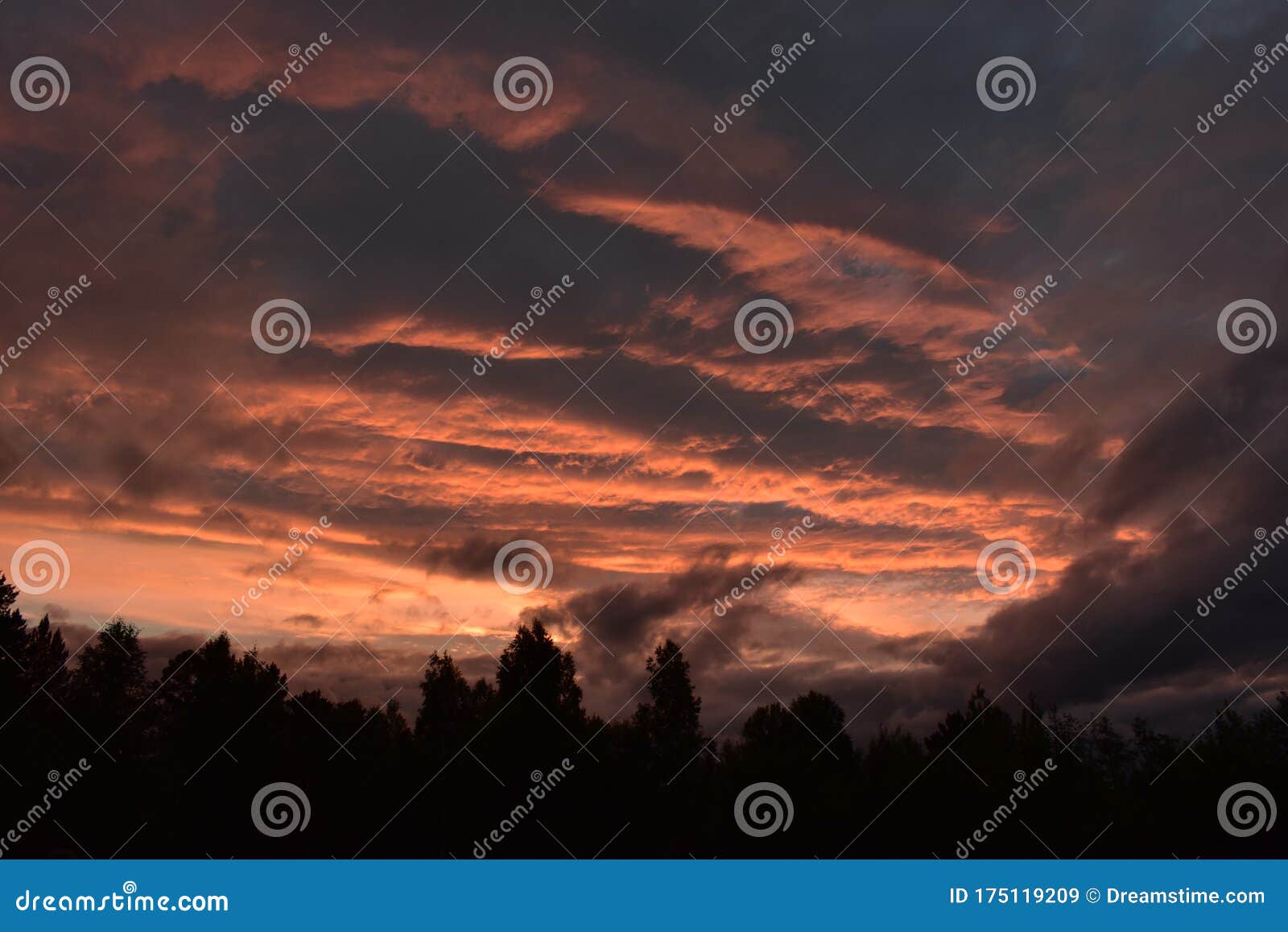 Beautiful Summer Sunset in the Forest Stock Image - Image of forest ...
