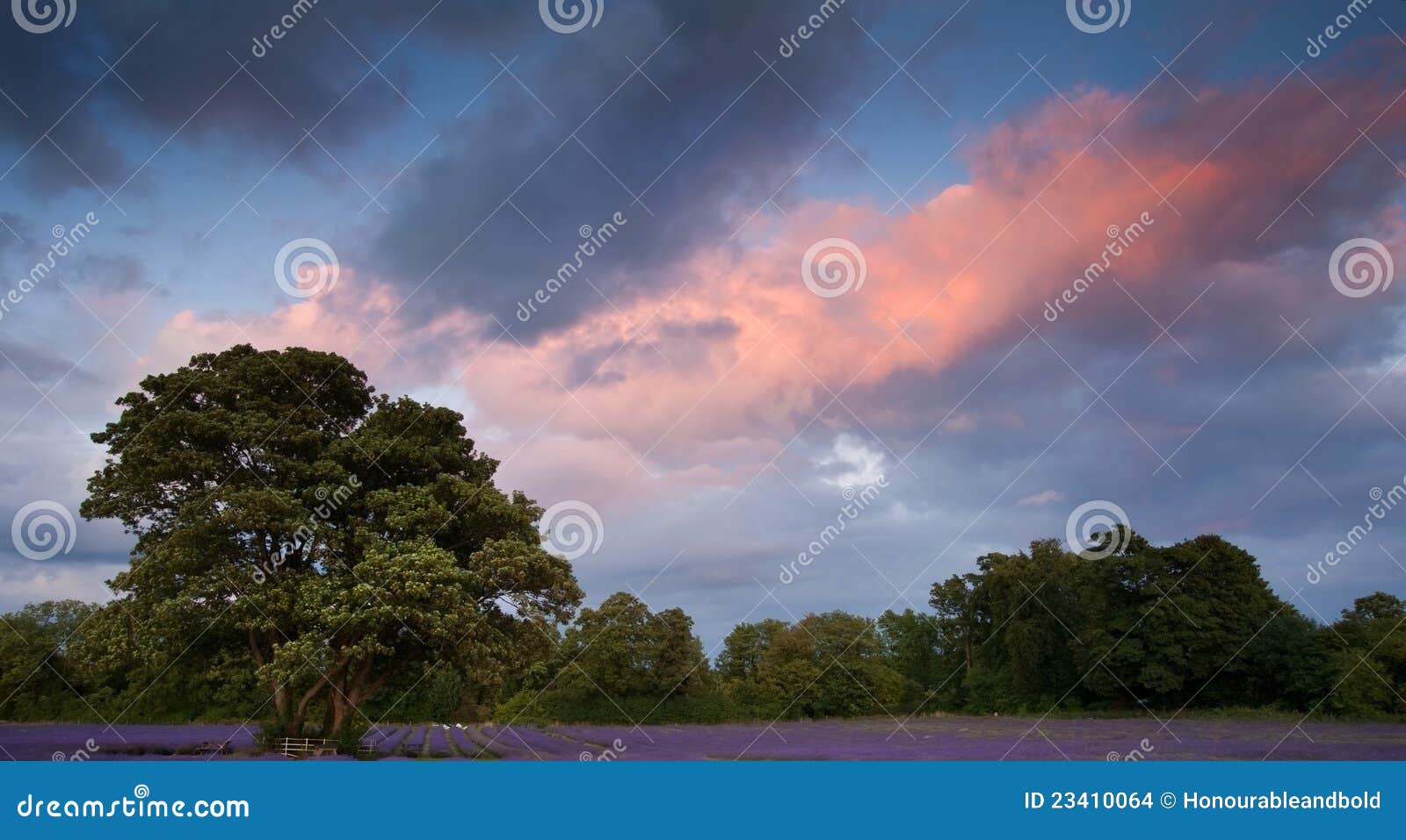 Beautiful Summer Sunset Over Lavender Field Stock Photo - Image of ...