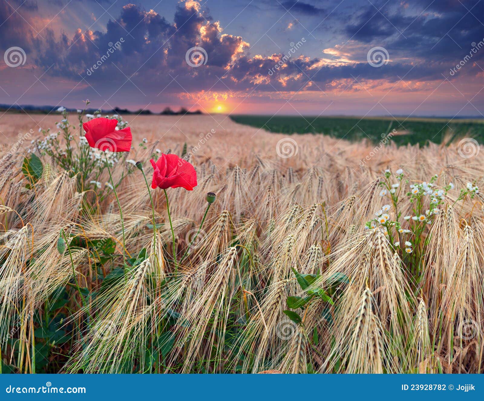 Beautiful Summer Sunset on a Wheat Field Stock Photo - Image of bright ...