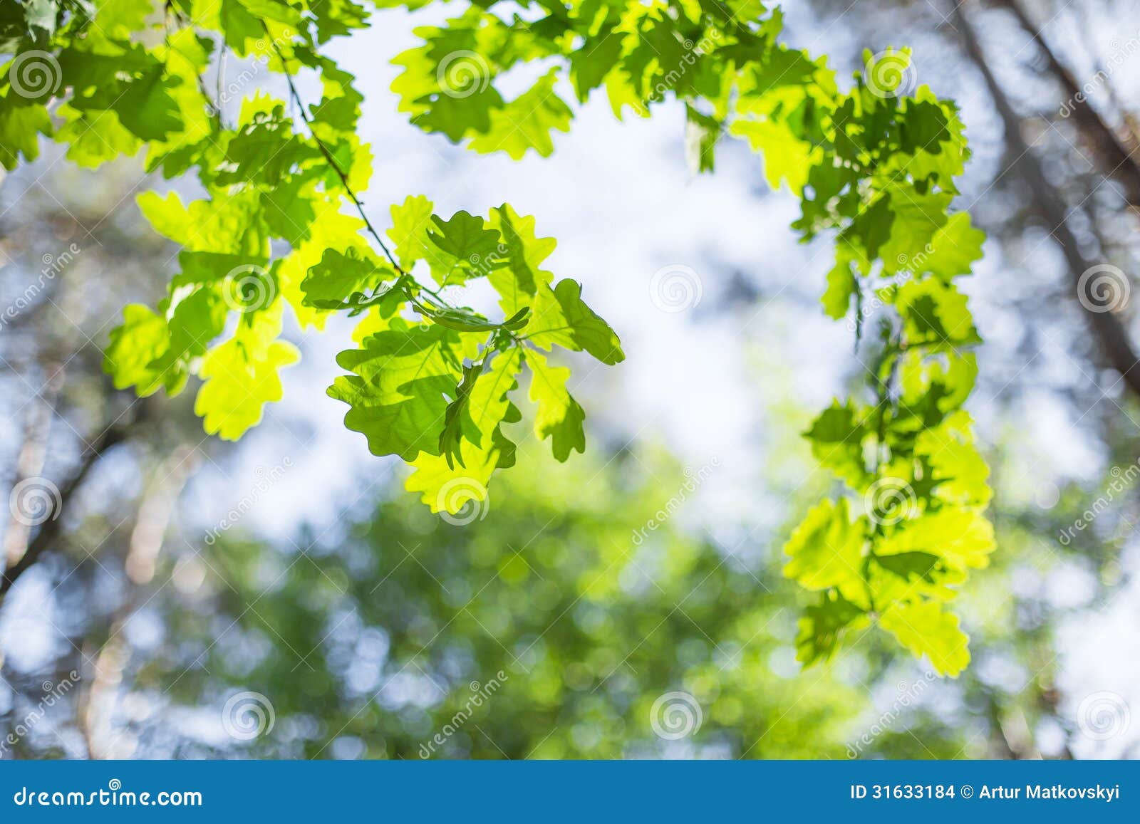 Beautiful summer tree stock photo. Image of concepts - 31633184