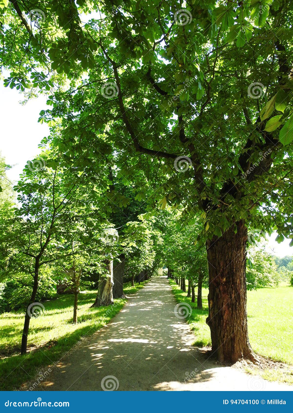 Beautiful Summer Trees, Latvia Stock Photo - Image of background ...