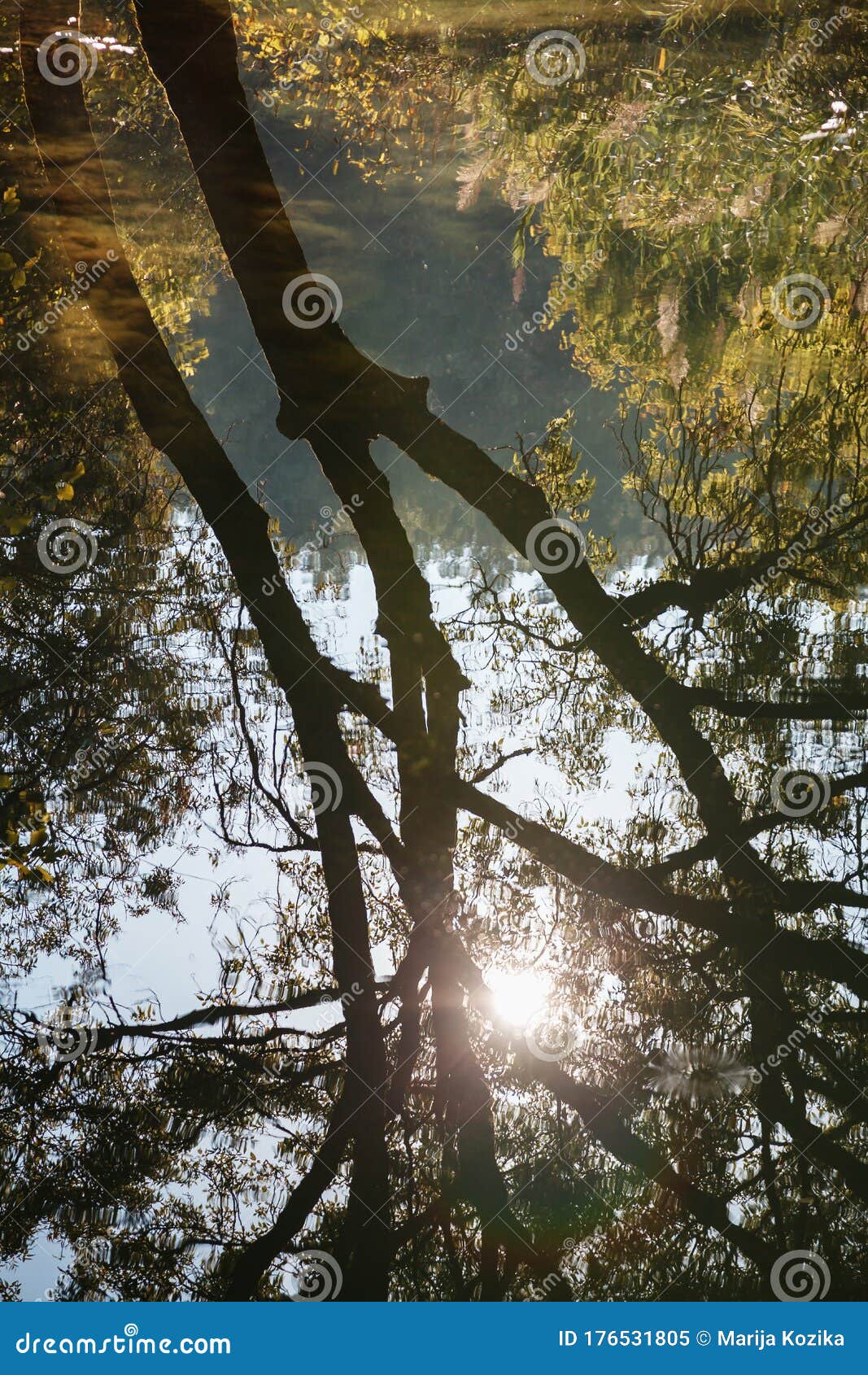 Beautiful Summer Trees Reflecting in Surface of a Pond in Nature Park ...