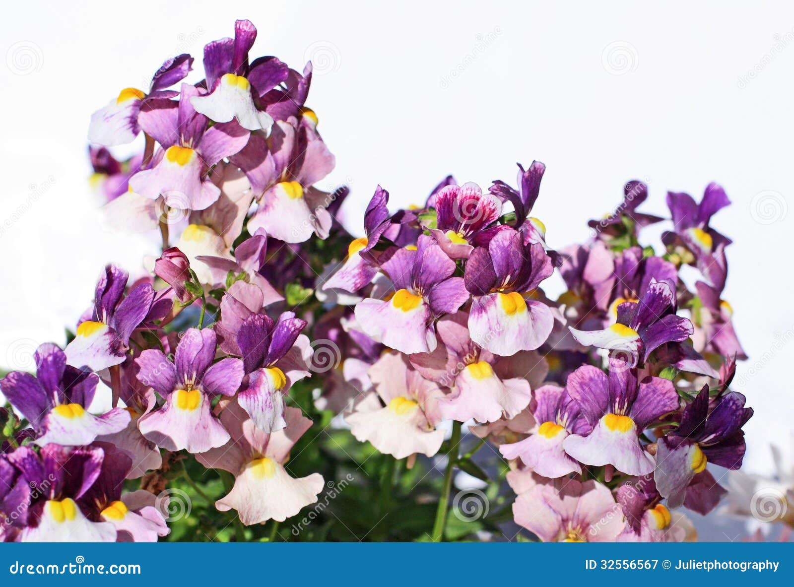 Beautiful Summer Violet Flowers Stock Image - Image of garden, spring ...