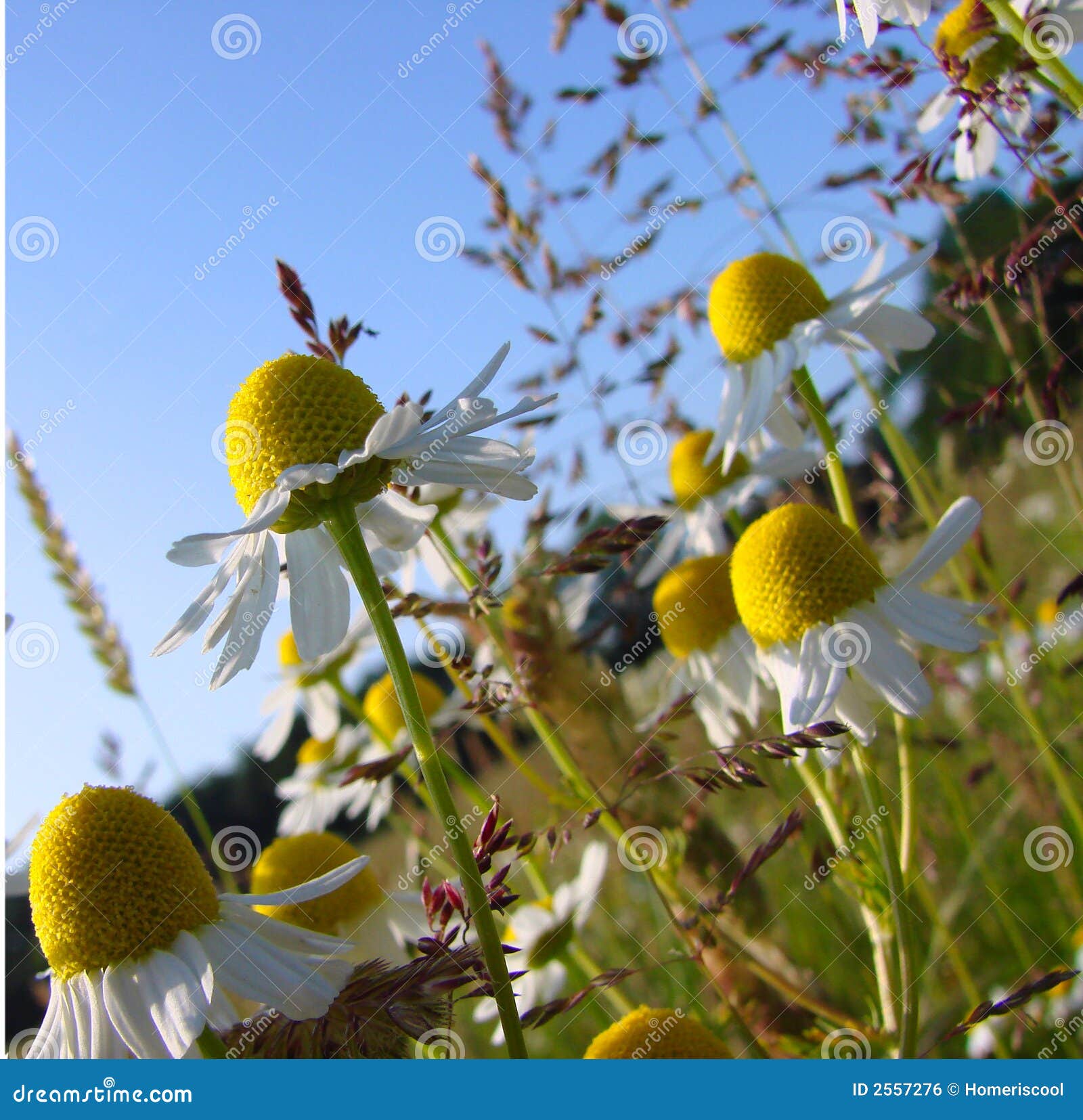Beautiful summer weeds stock photo. Image of park, beautiful - 2557276