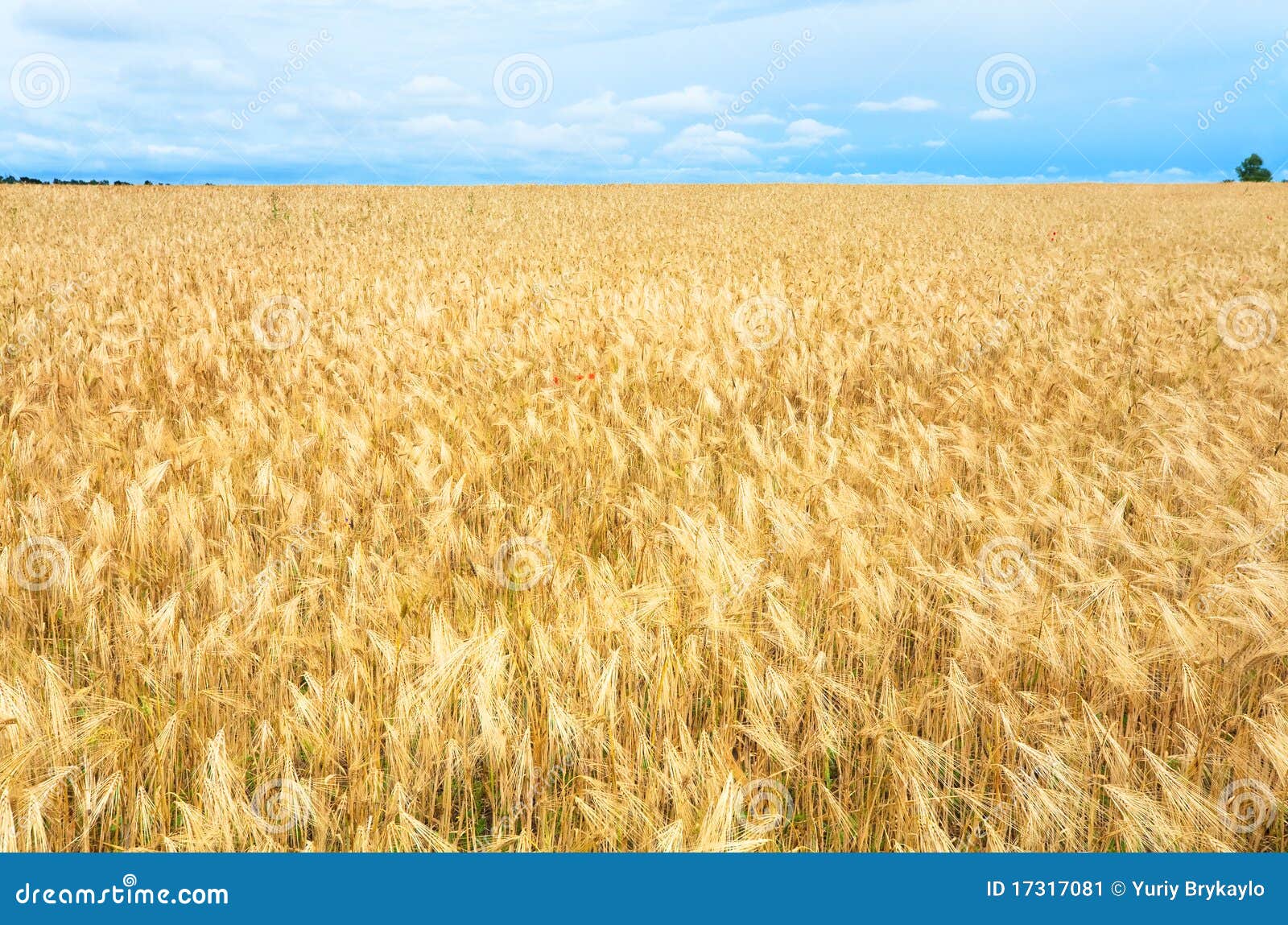 Beautiful Summer Wheat Field. Stock Image - Image of flora, cereal ...