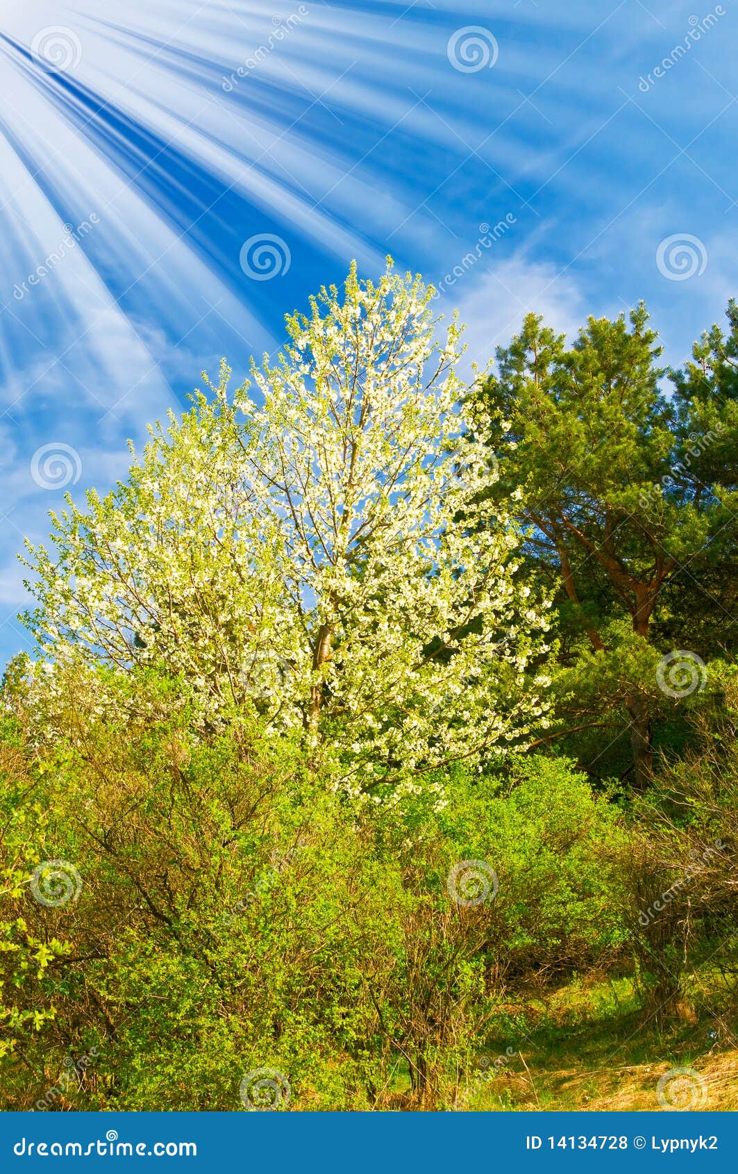 Beautiful Sun Above Spring Forest by Springtime. Stock Photo - Image of ...
