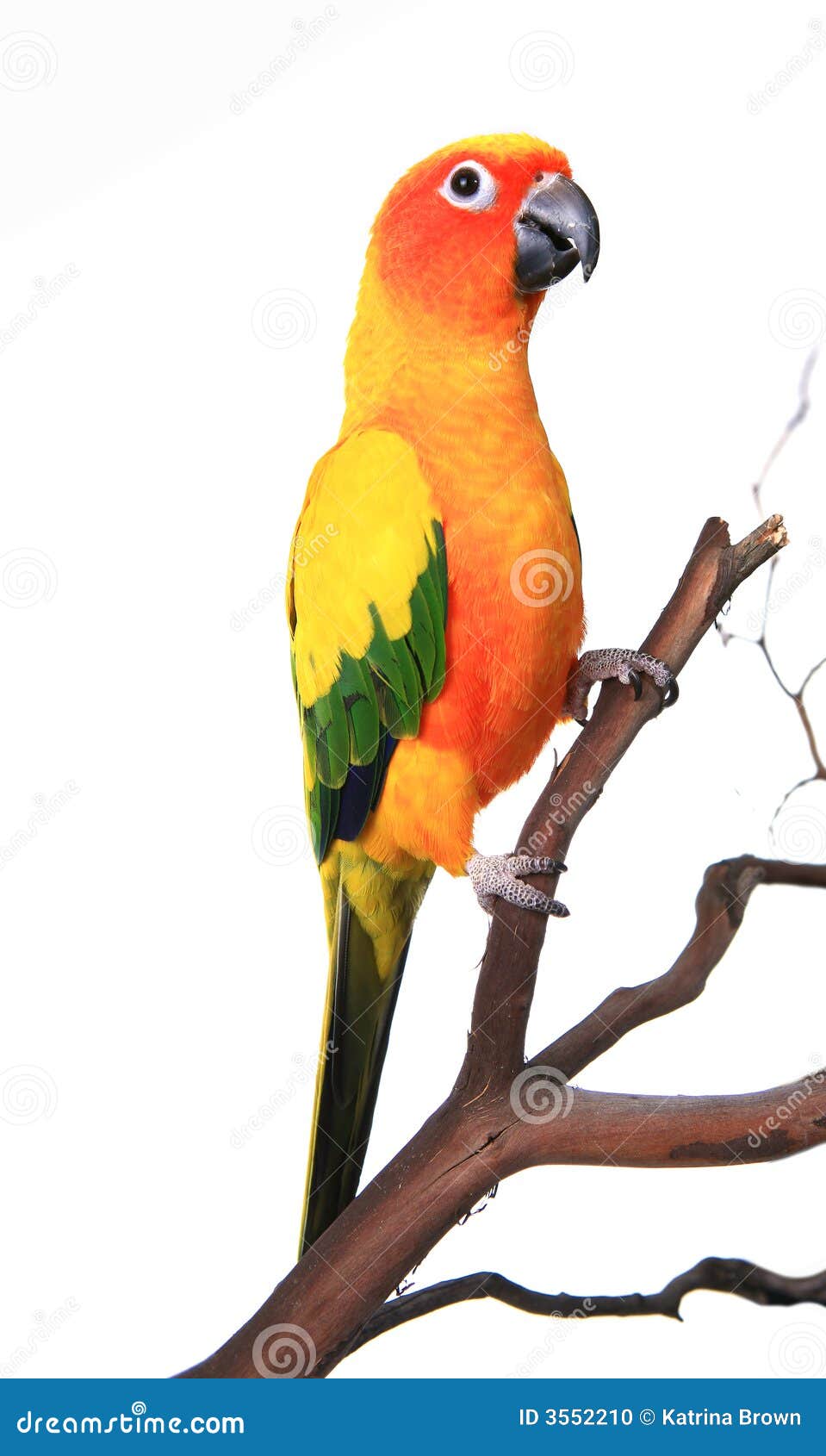 Beautiful Sun Conure Bird stock photo. Image of cockatoo - 3552210