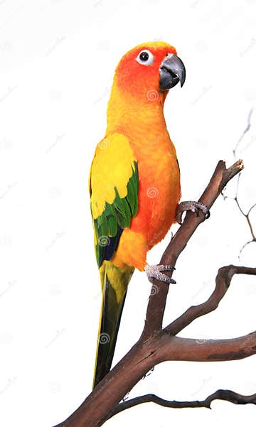 Beautiful Sun Conure Bird stock photo. Image of cockatoo - 3552210