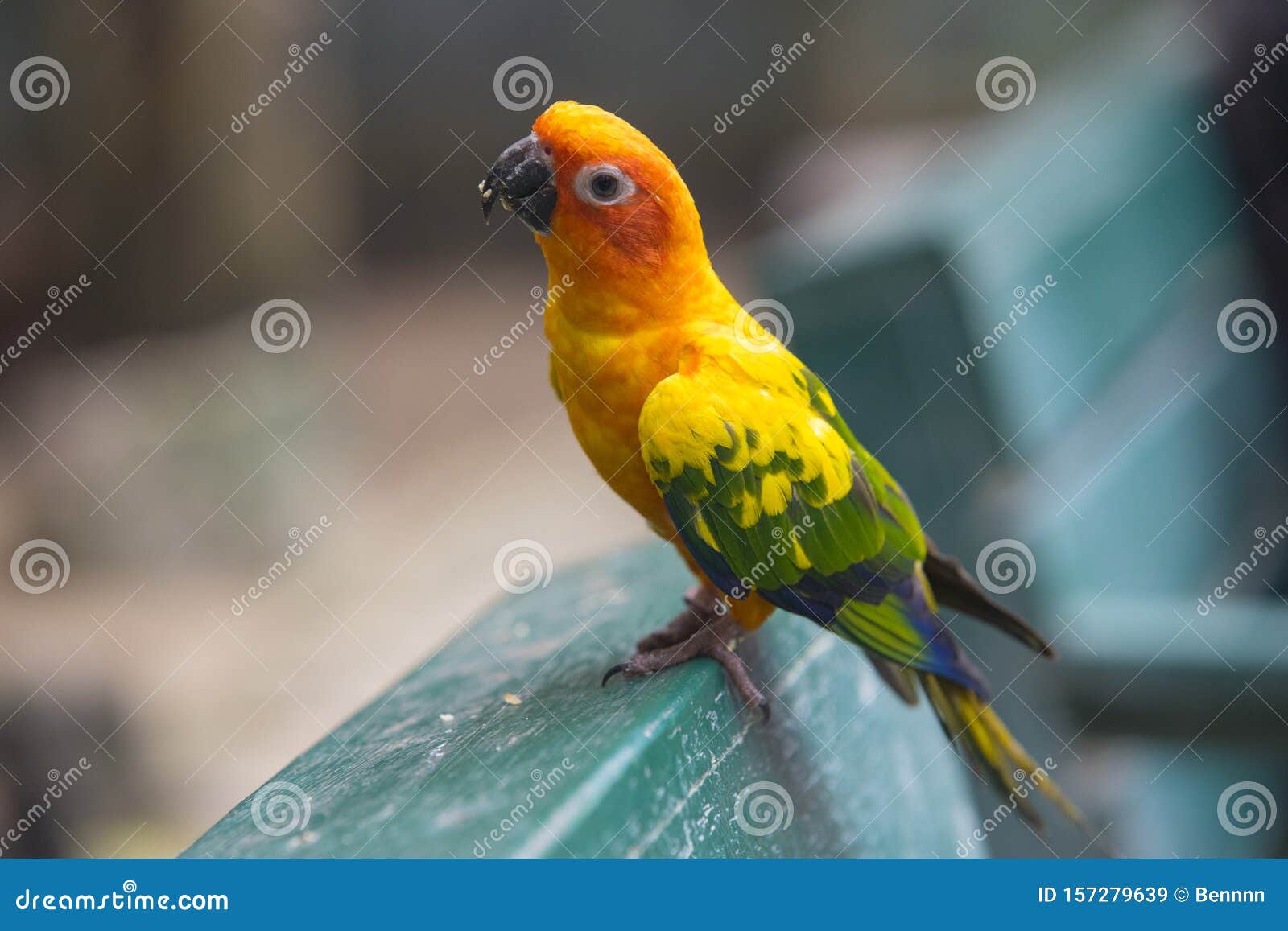 Beautiful Sun Conure Parrot Bird Stock Image - Image of parrot, orange ...