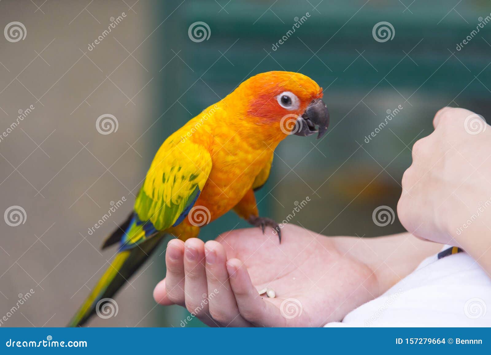 Beautiful Sun Conure Parrot Bird Stock Photo - Image of fauna, parakeet ...