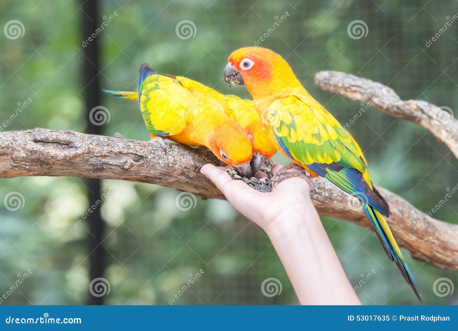 Beautiful Sun Conure Parrot Eating from a Hand Stock Image - Image of ...
