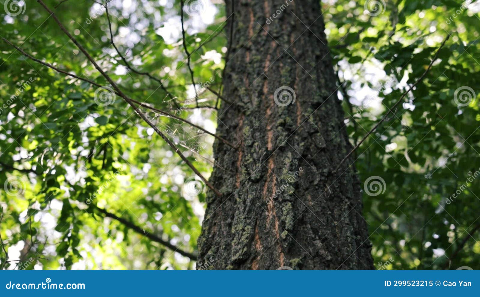 Beautiful Sun Flares Against Tree Trunk and Green Leaves, Tree Trunk in ...