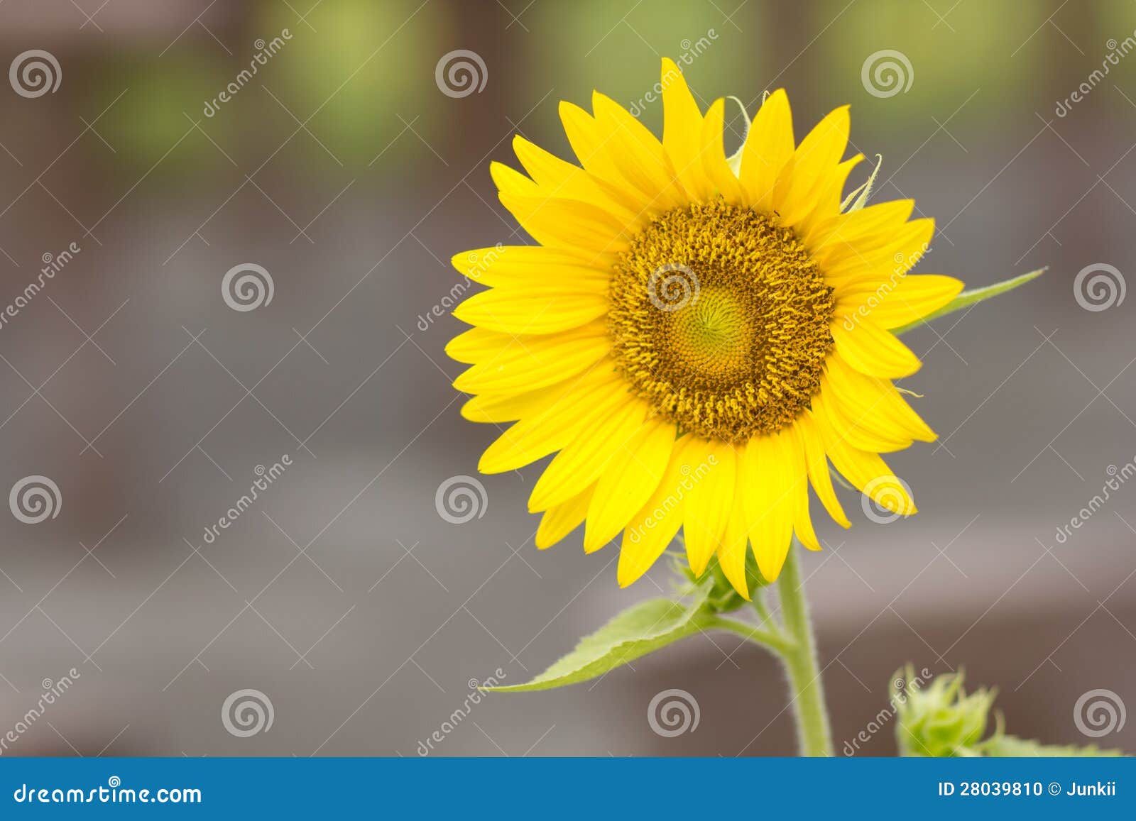 Beautiful sun flower stock photo. Image of beauty, bright - 28039810