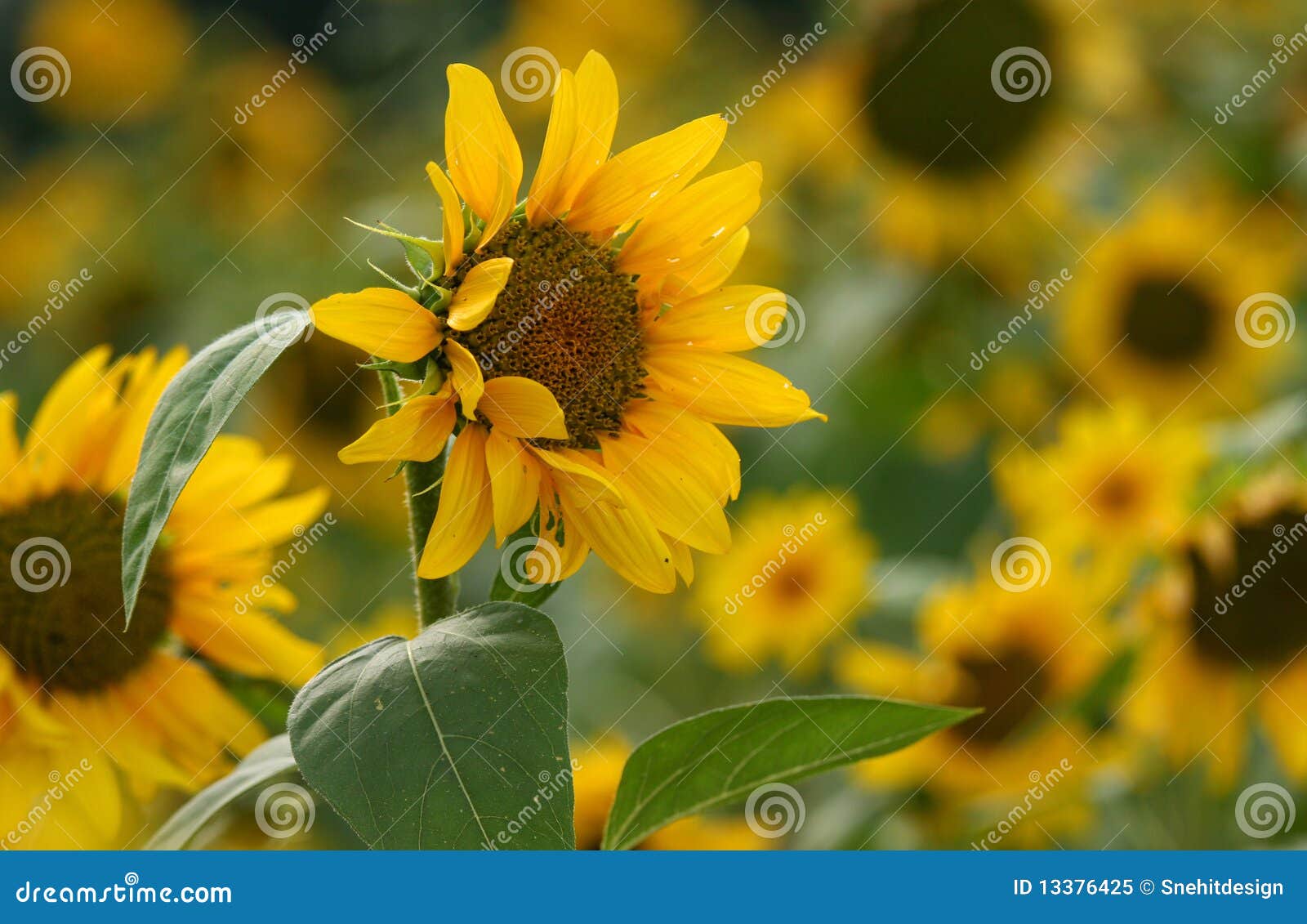 Beautiful sun flowers stock image. Image of green, nature - 13376425