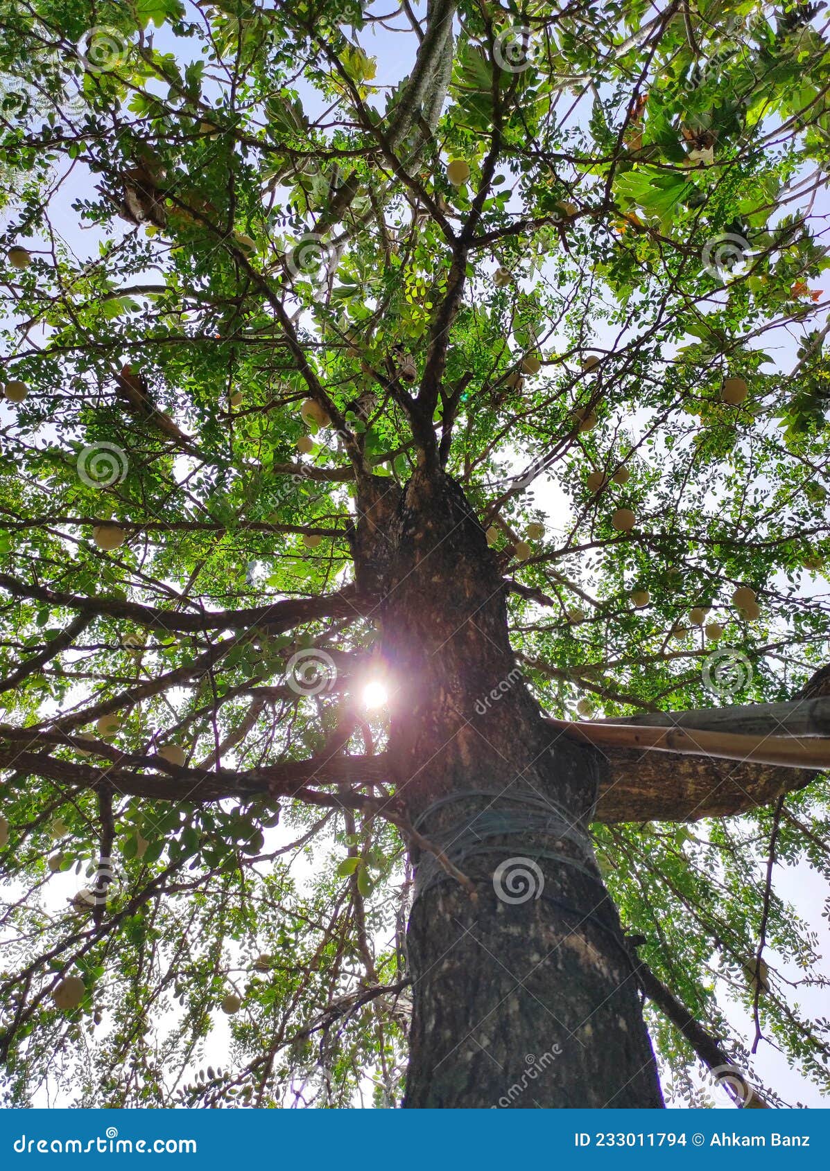 Beautiful Sun nice natural stock photo. Image of garden - 233011794