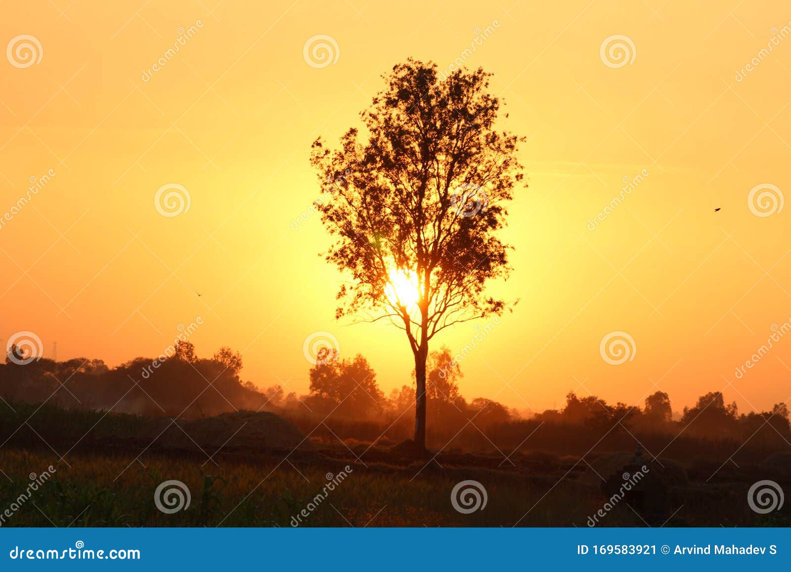 Beautiful Sun Rising from Amidst Stock Image - Image of beautiful ...