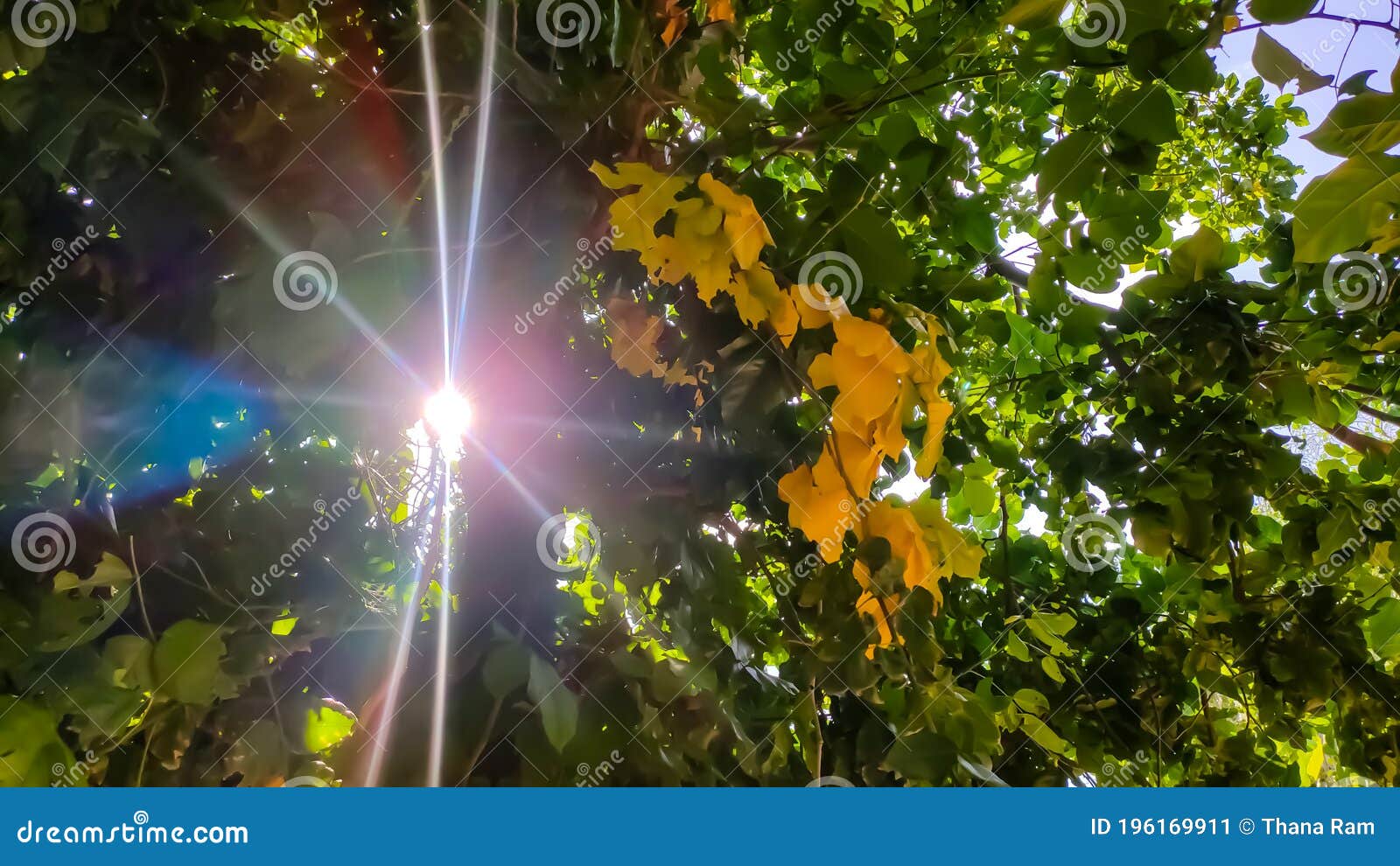 Sunlight between Tree Branches, Sun Rays and Tree Branches Stock Image ...
