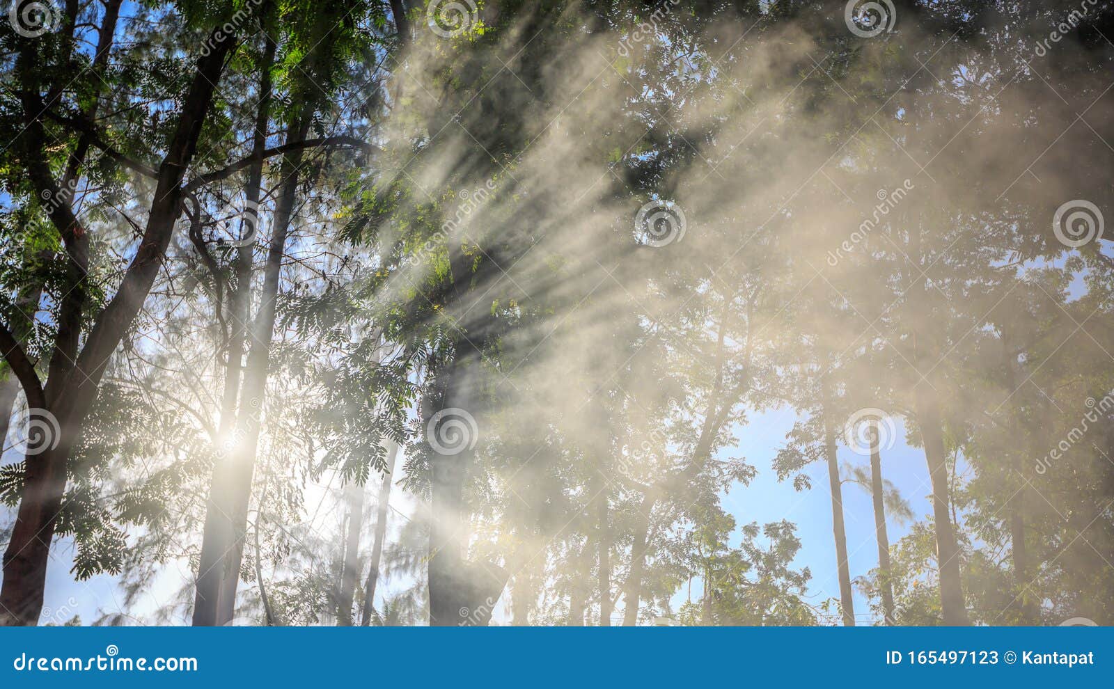 Beautiful Sunbeams in Forest Stock Image - Image of mystery, autumn ...