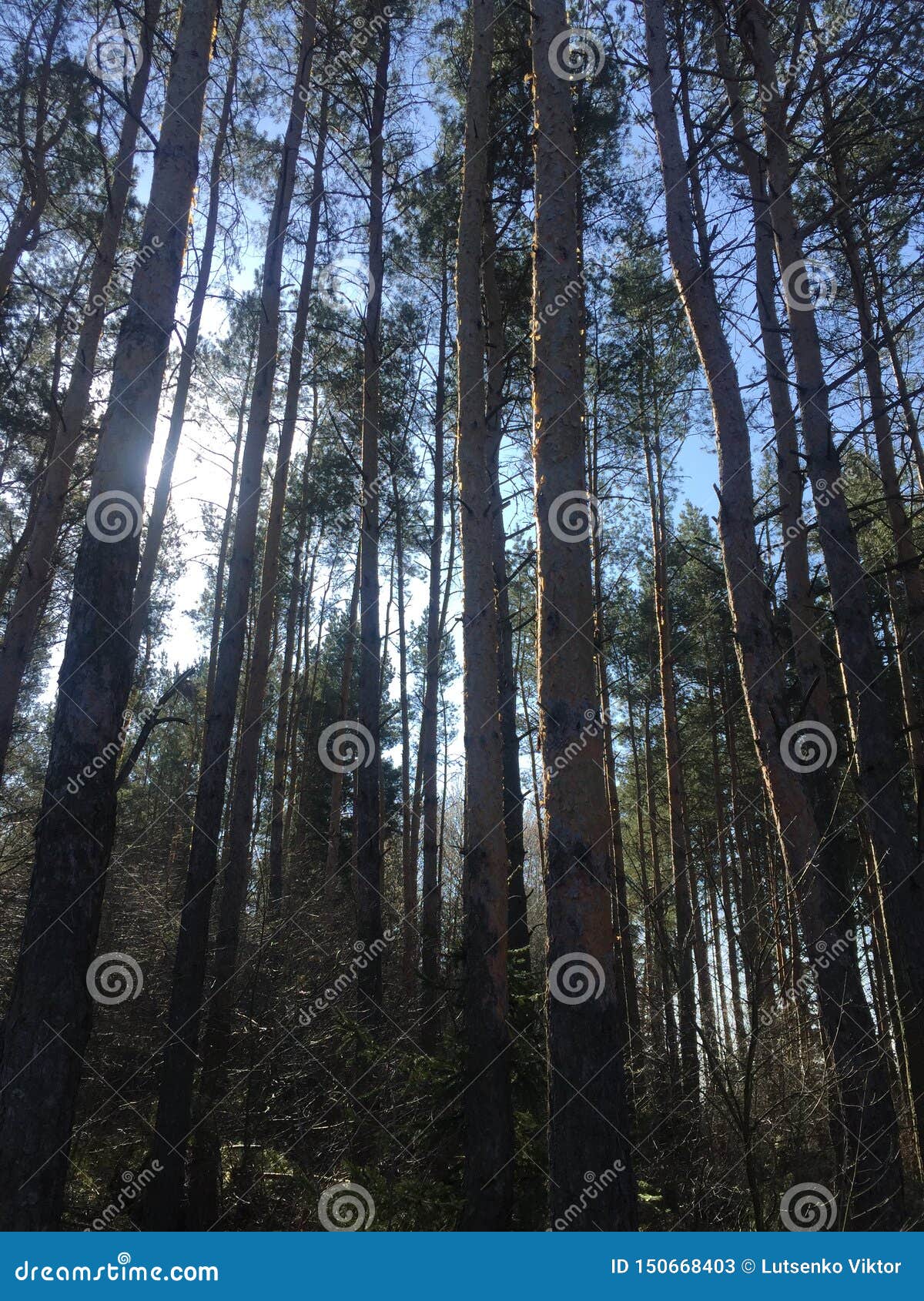 Beautiful Sunbeams in Pine Forest Stock Image - Image of beautiful ...