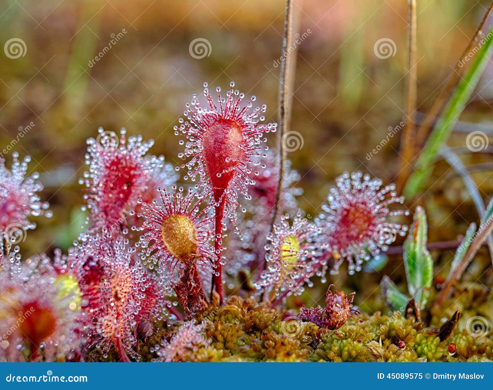 Beautiful sundew stock image. Image of color, sticky - 45089575