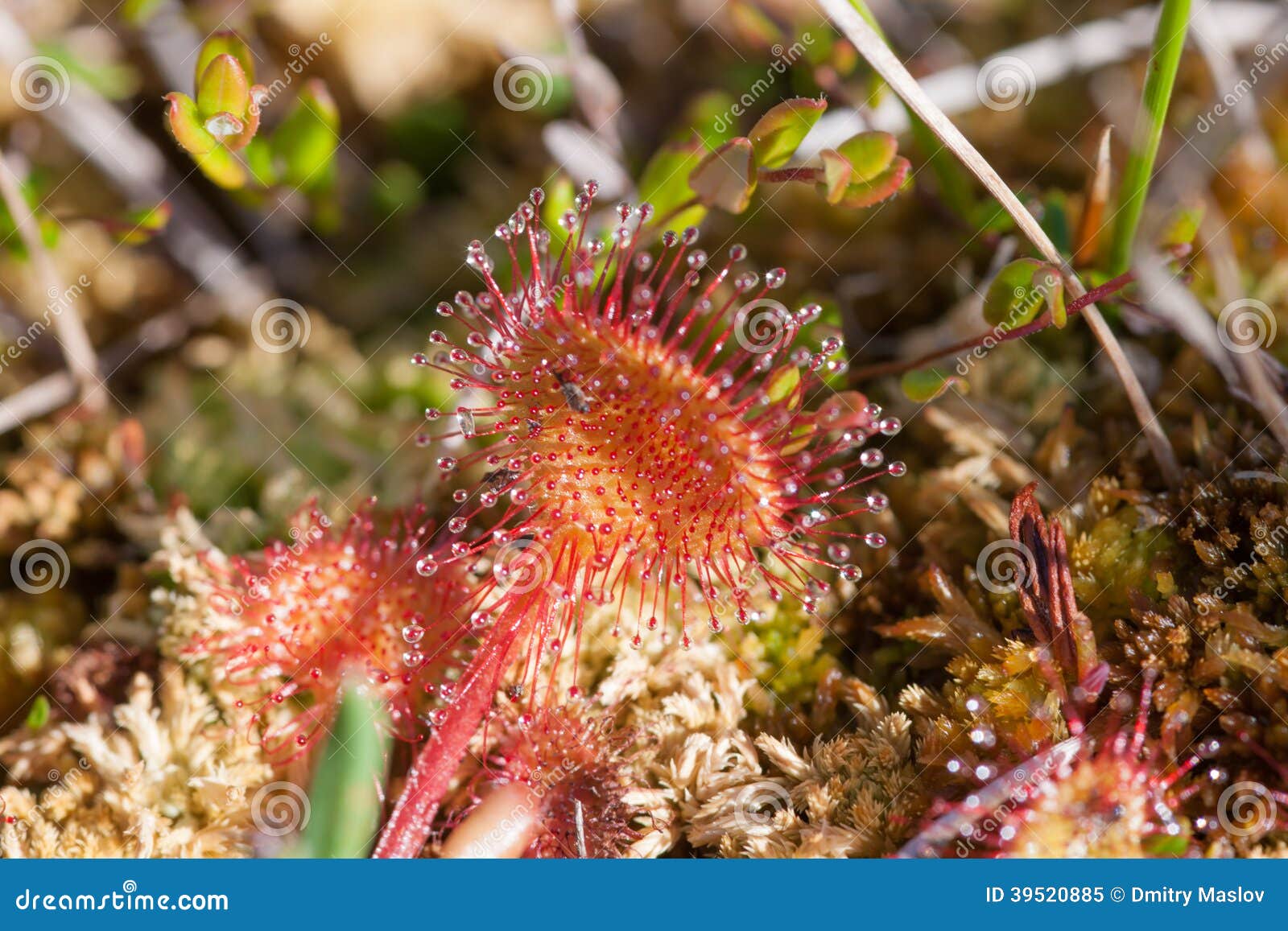 Beautiful sundew stock image. Image of sundew, small - 39520885