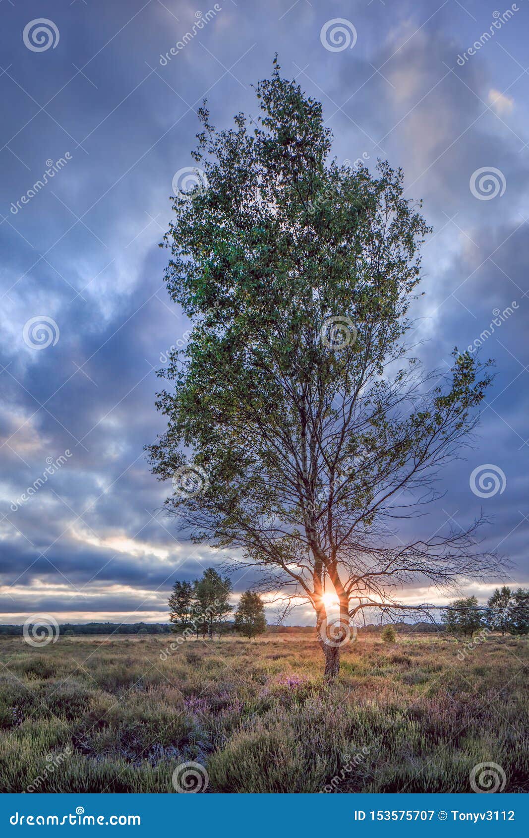 Beautiful Sundown on a Heather with Dramatic Clouds, the Netherlands ...