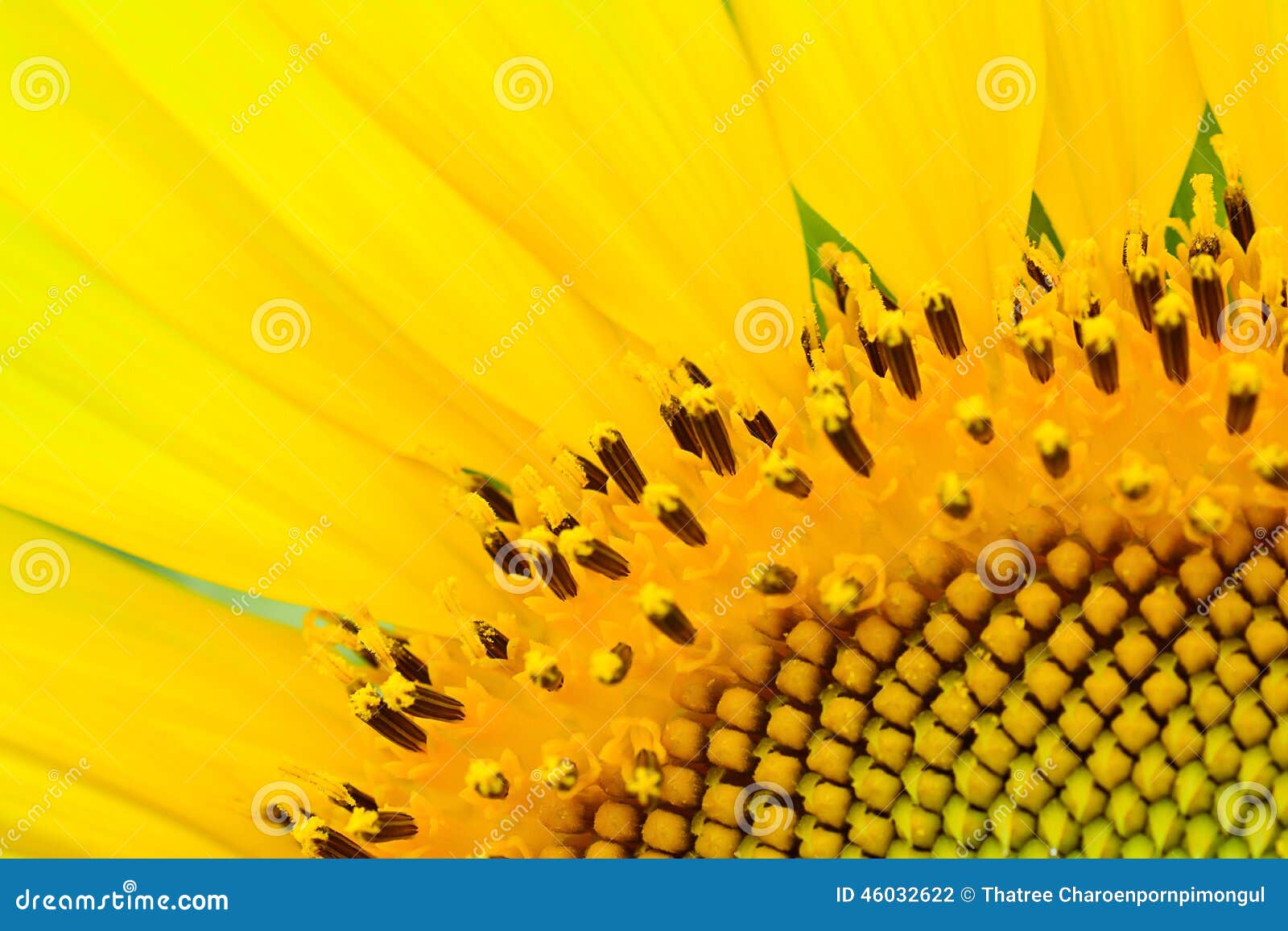 Beautiful Sunflower Abstract Background Stock Photo - Image of macro ...