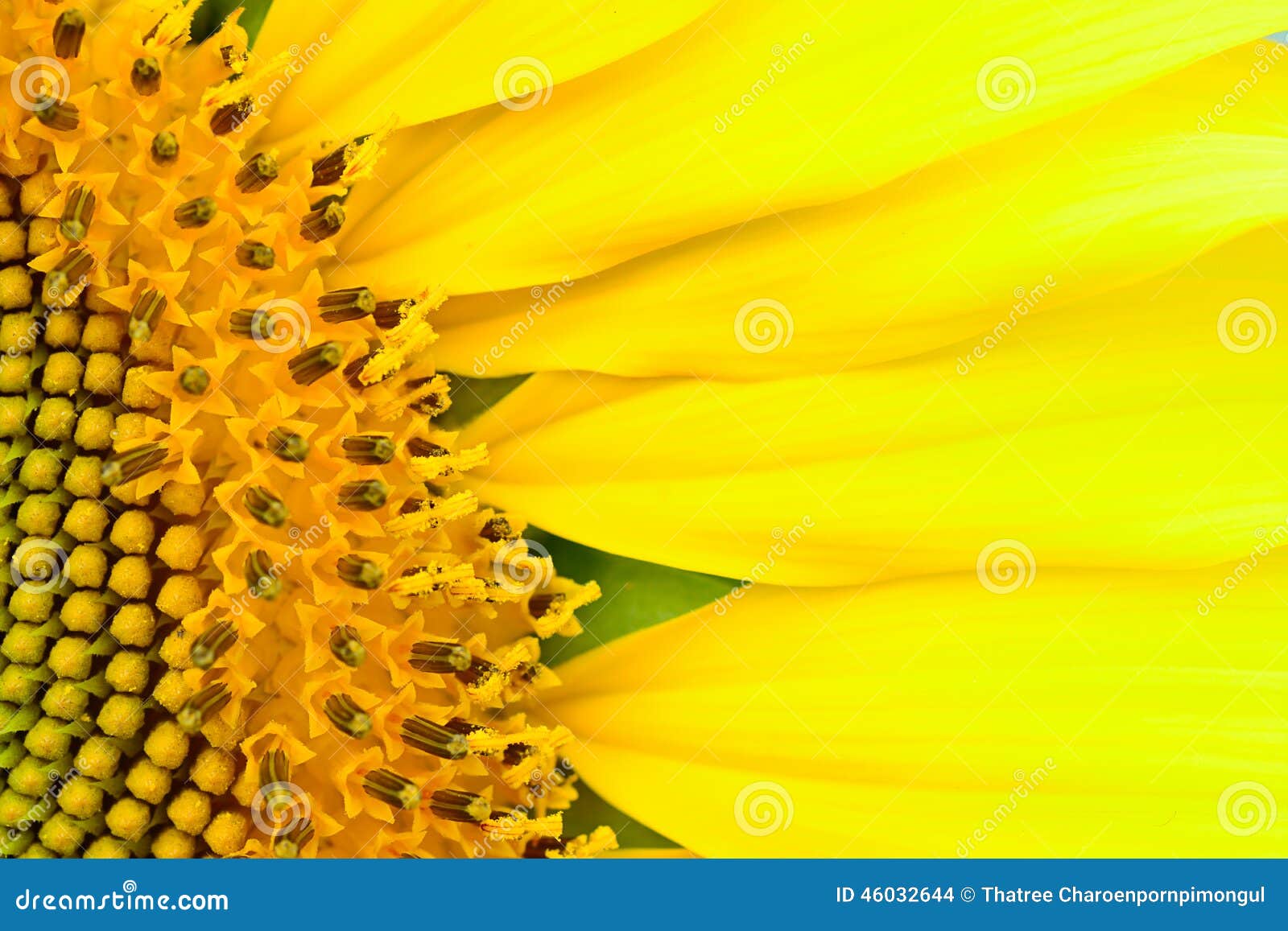 Beautiful Sunflower Abstract Background Stock Photo - Image of abstract ...