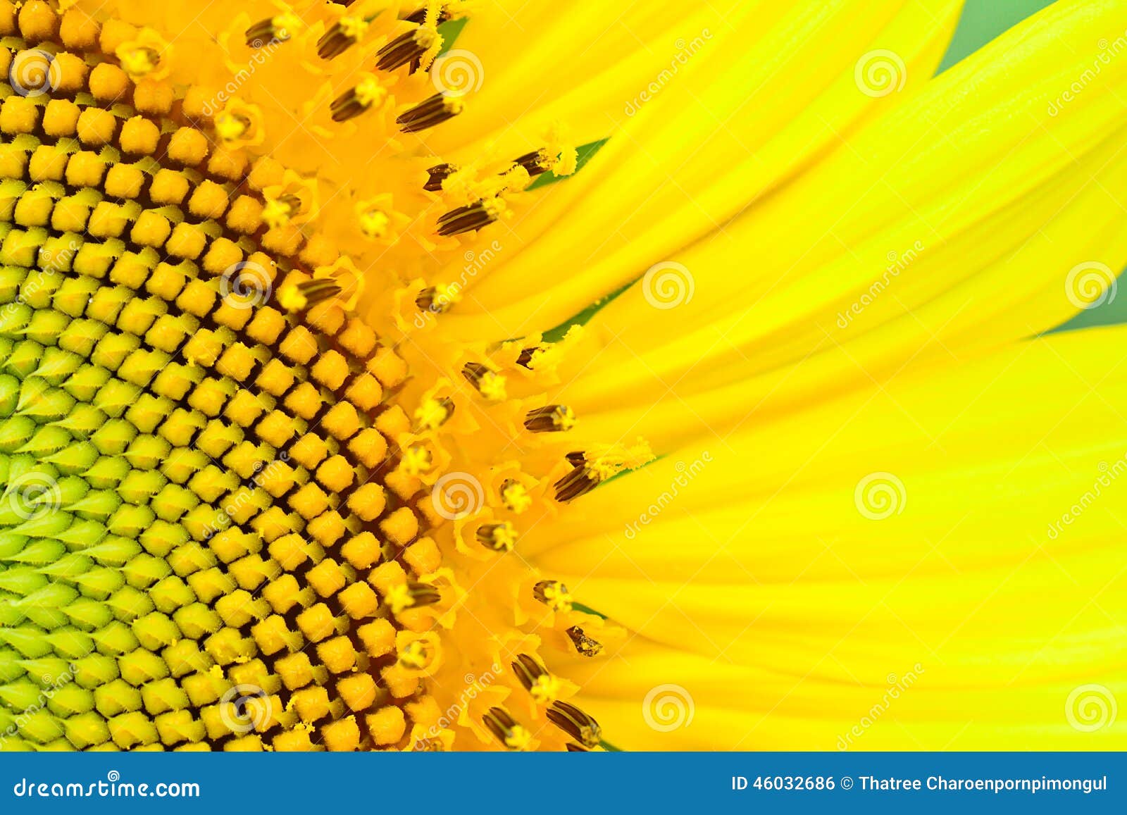 Beautiful Sunflower Abstract Background Stock Photo - Image of blur ...