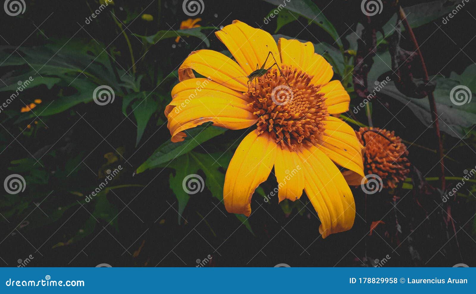 The Beautiful Sunflower Blooms at Dusk Stock Photo - Image of beautiful ...
