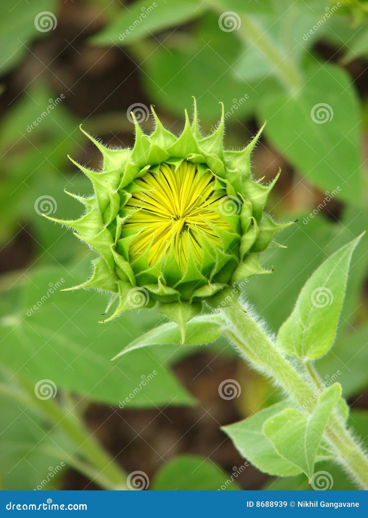 Beautiful Sunflower Bud stock image. Image of petals, beautiful - 8688939