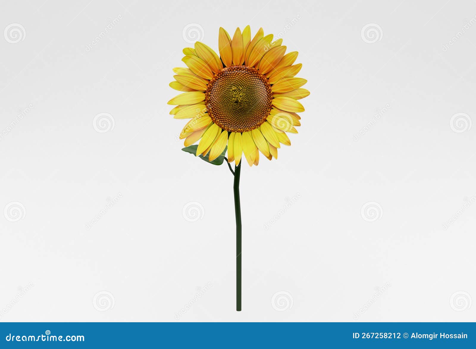 Beautiful Sunflower 3d Illustration Minimal Rendering on White ...