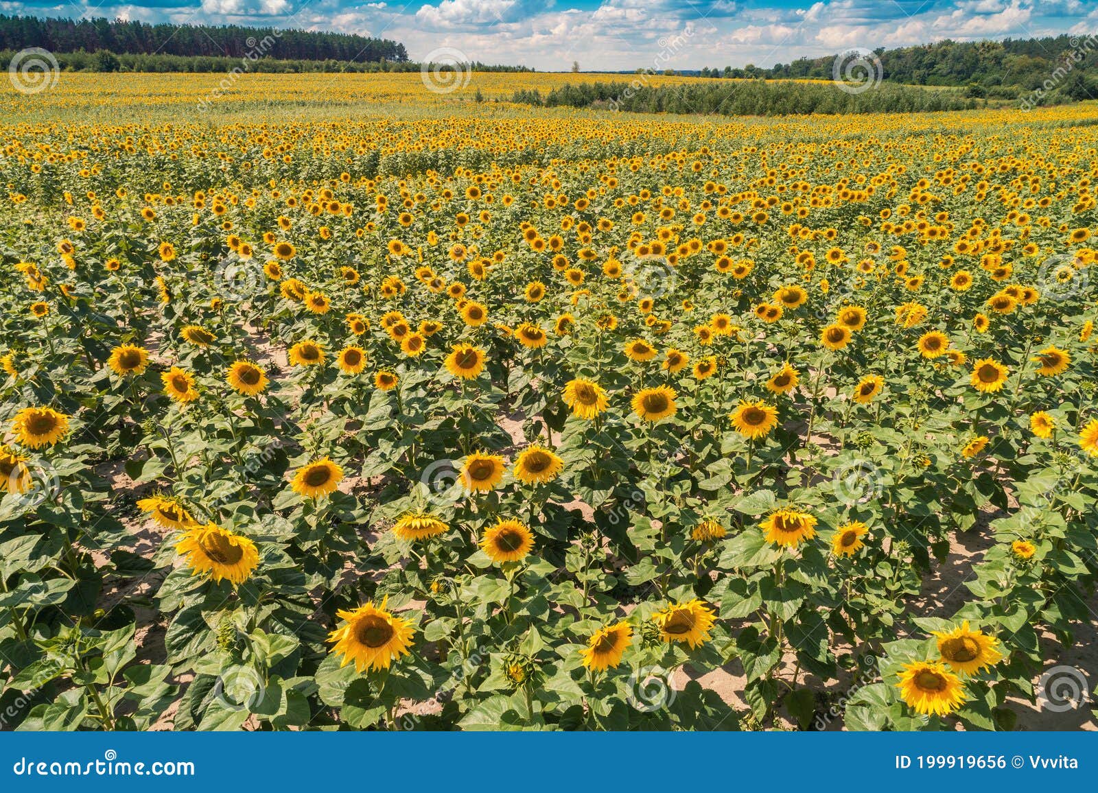 Beautiful Sunflower Field. Aerial View Stock Photo - Image of blossom ...