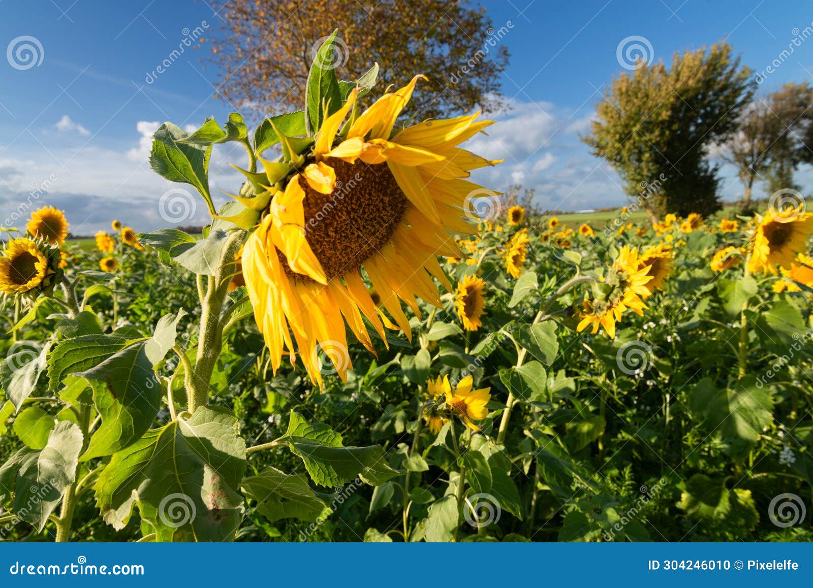 Beautiful Sunflower Field in October in Front of a Blue Sky Stock Photo ...