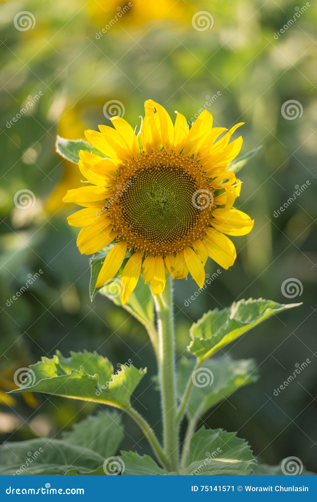 Beautiful Sunflower on the Field at Sunny Day Stock Image - Image of ...