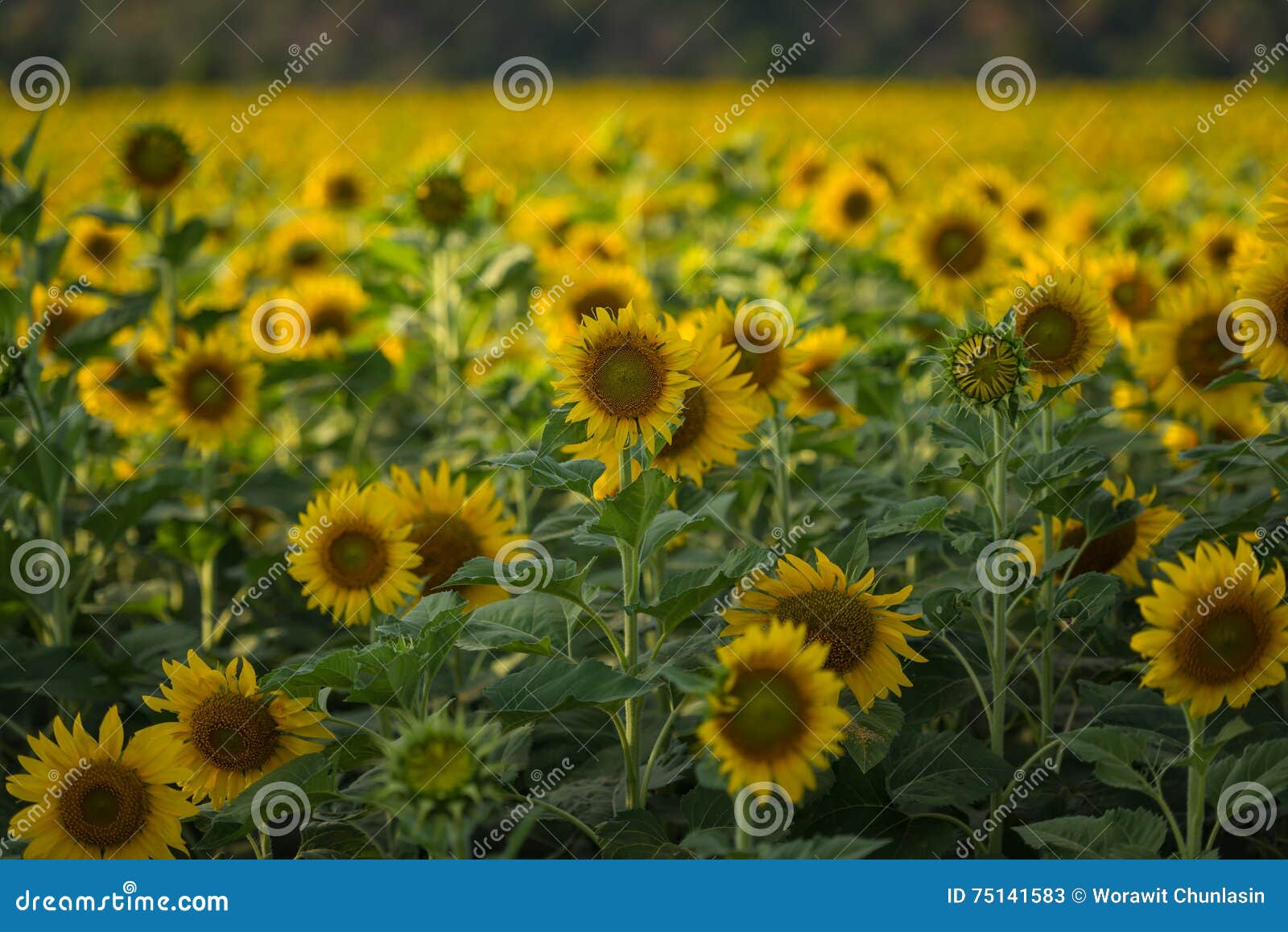 Beautiful Sunflower on the Field at Sunny Day Stock Image - Image of ...
