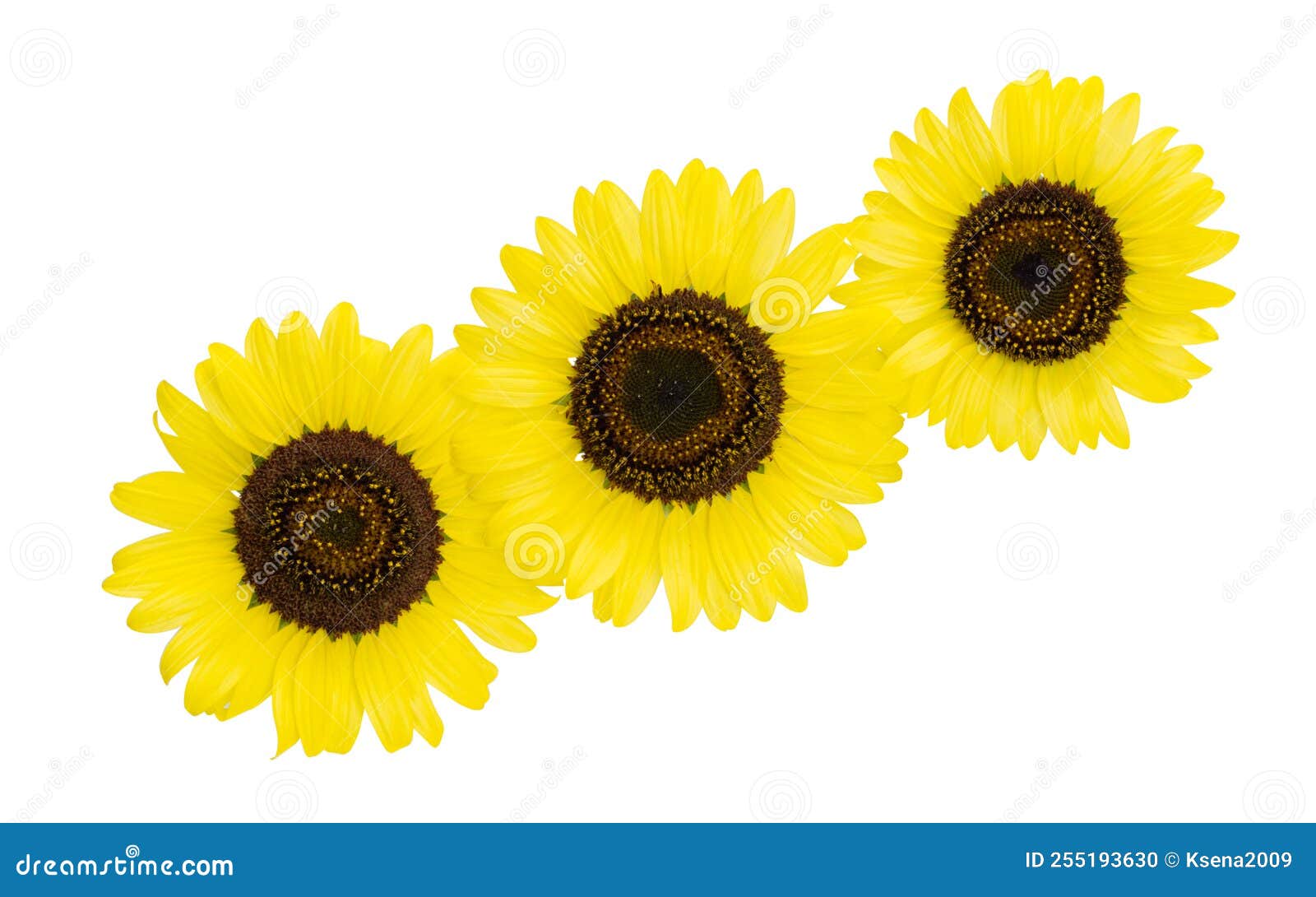 Beautiful sunflower flower stock photo. Image of botany - 255193630