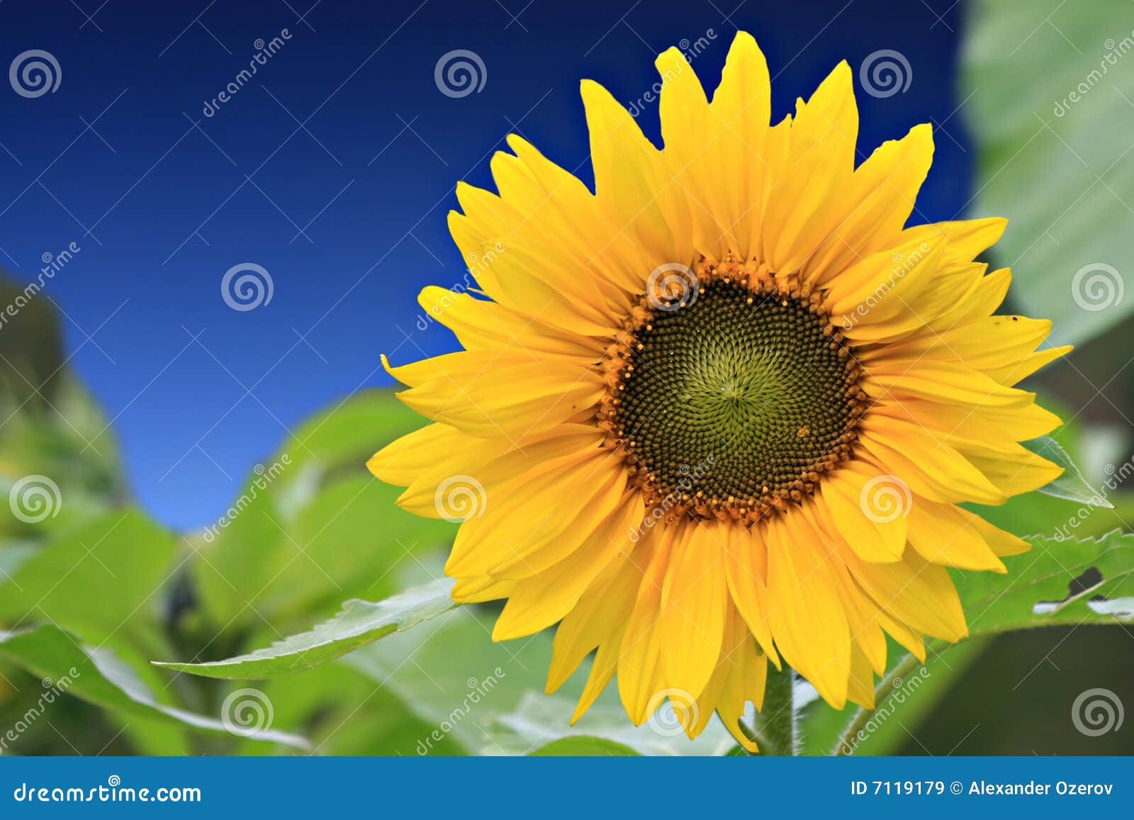 Beautiful Sunflower with Green Leaves Stock Image - Image of ...