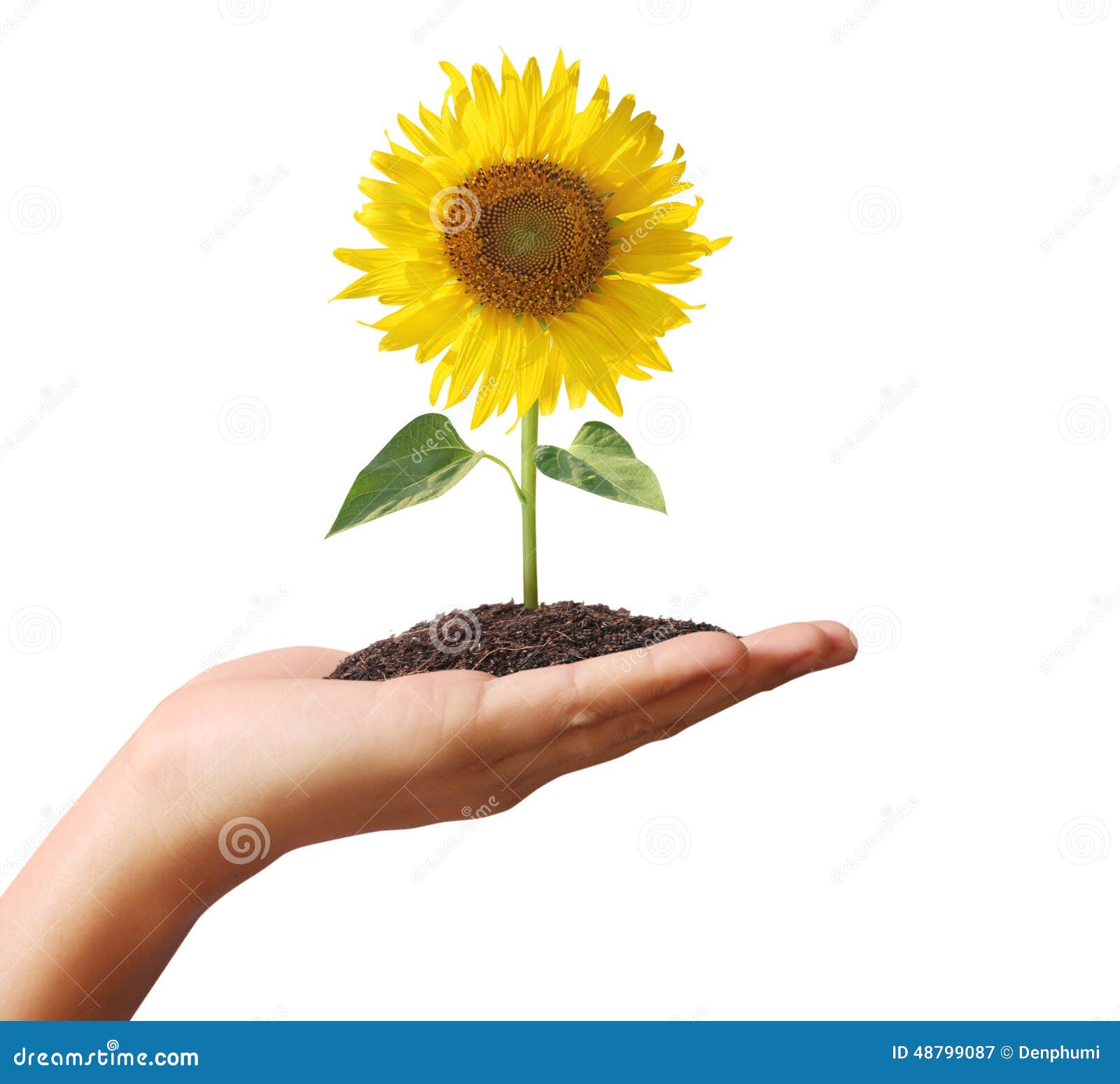 Beautiful Sunflower in Hand Stock Image - Image of blossom, natural ...