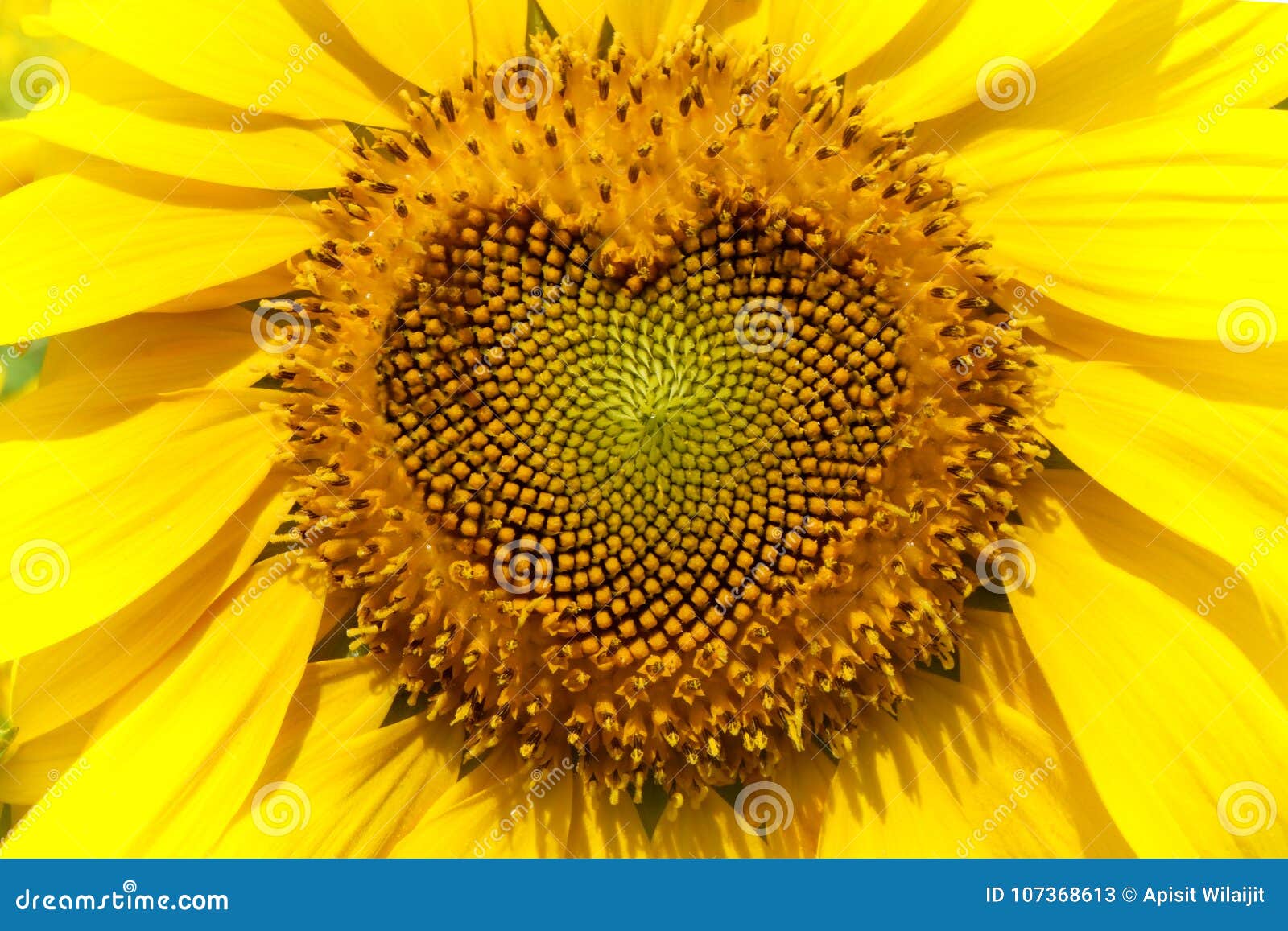 Sunflower with Heart form. stock image. Image of festival - 107368613