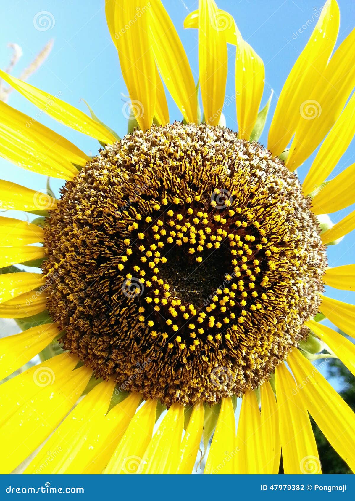 Beautiful Sunflower Heart Shape Stock Photo - Image of blue, nature ...
