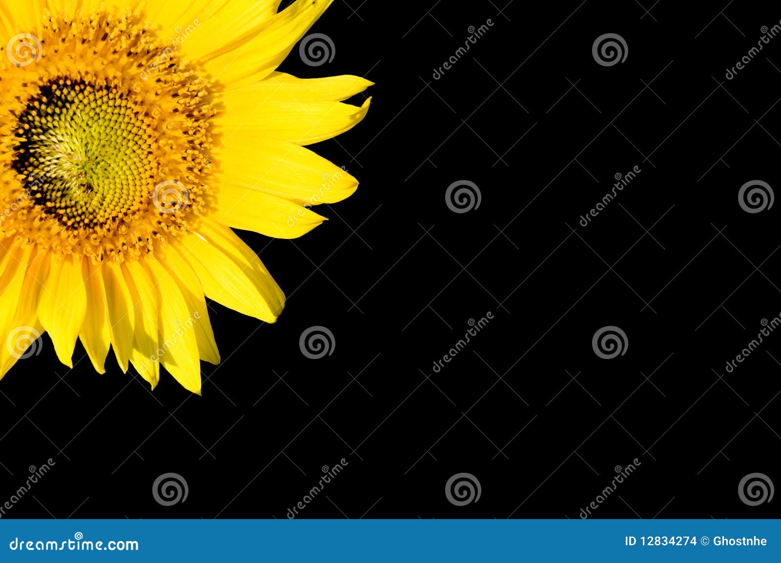 Beautiful Sunflower, Isolated on Black Stock Photo - Image of entire ...