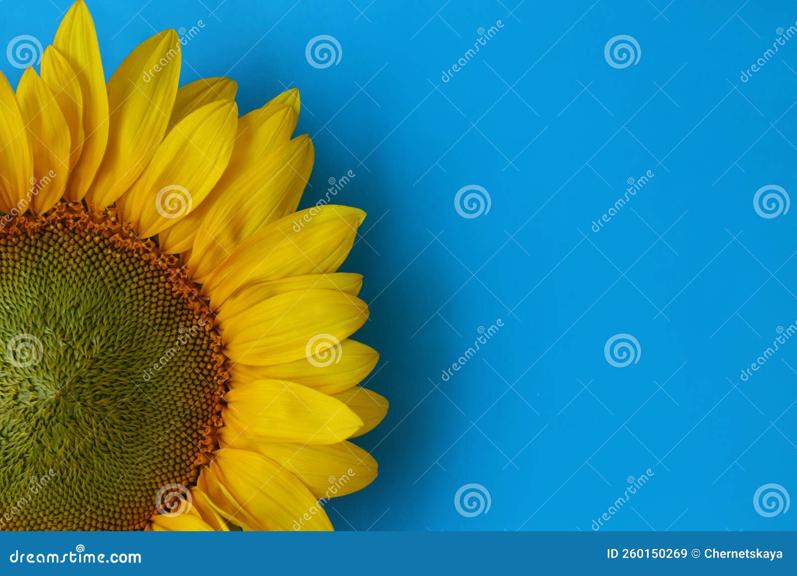 Beautiful Sunflower on Light Blue Background, Top View. Space for Text ...